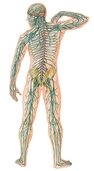 Major Nerves Of The Body Diagram