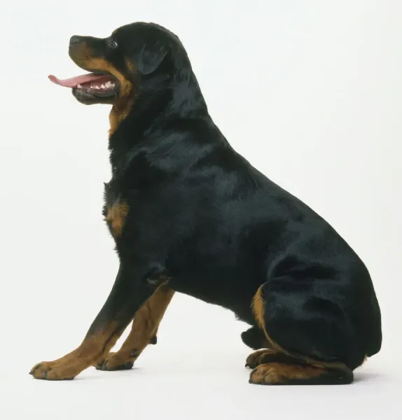 Rottweiler Mean