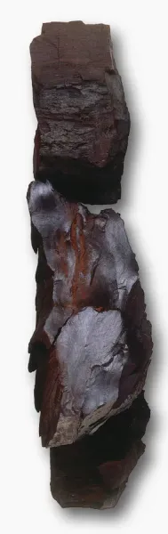 Peat Coal Vegetation, Peat Layer, Brown Coal Our Beautiful Wall Art