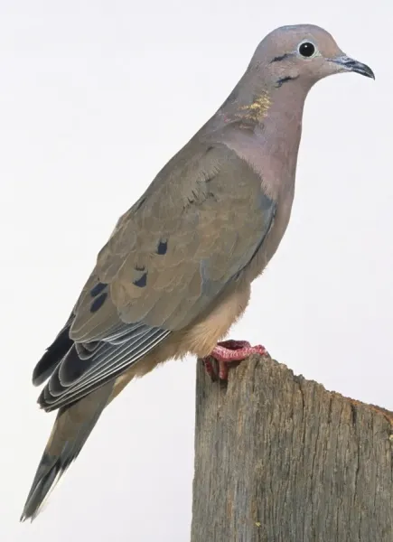 Dove Side View Side View A Dove Images Free Download On Freepik