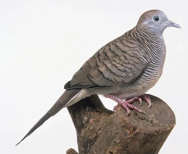 Dove Side View Side View A Dove Images Free Download On Freepik