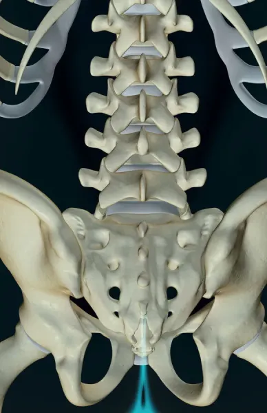 anatomy, back, back bone structure Our beautiful Wall Art and Photo ...