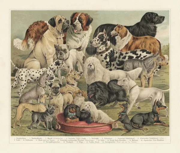 Breeds of dogs, chromolithograph Our beautiful Wall Art and Photo Gifts ...