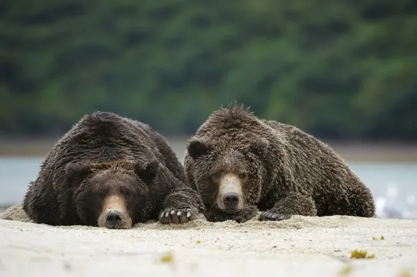 Two Brown Bears -Ursus arctos- dozing next to each other in