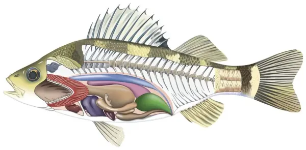 Internal Anatomy Of A Bony Fish Structure, Life Processes And