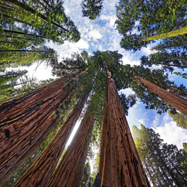 Giant sequoia trees -Sequoiadendron giganteum Our beautiful Wall Art ...