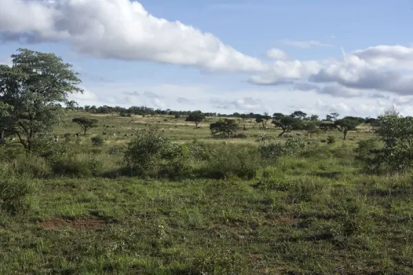 African Safari Landscape A Safari Primer: Where To Go, What To Expect