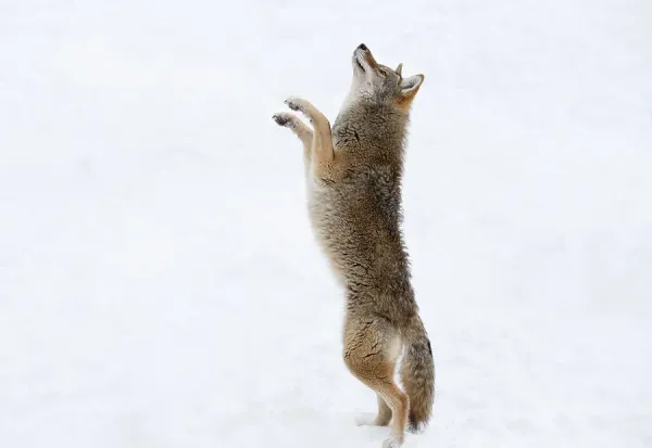 Wolf Jumping Up