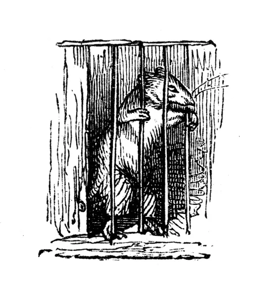 Humanized animals illustrations: Rat in prison Our beautiful Wall Art ...