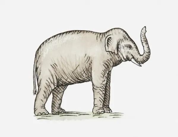 Elephant Side View Drawing