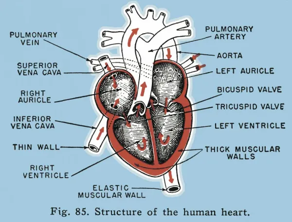 Elephant Heart Diagram