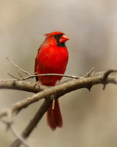Cardinal Bird On Branch