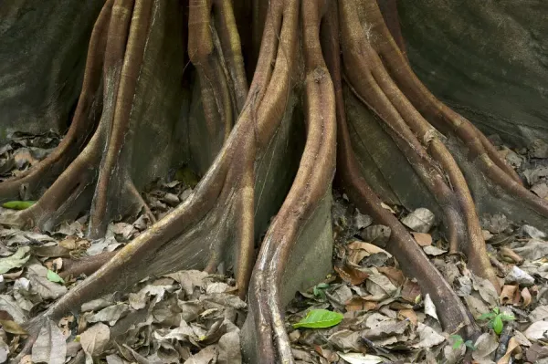 Roots of a Fig tree -Ficus maxima Our beautiful Wall Art and Photo ...