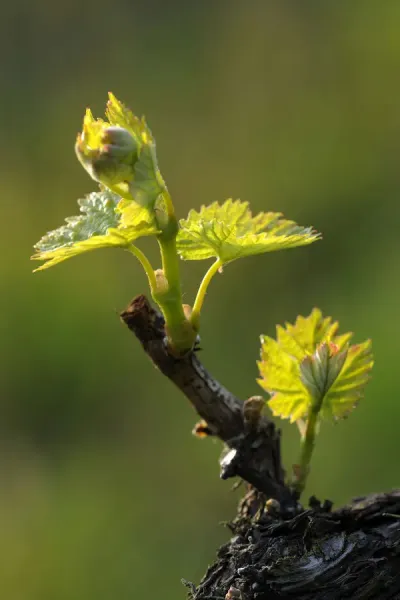 Vine shoots in spring Our beautiful Wall Art and Photo Gifts include ...