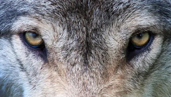 Wolf Eyes