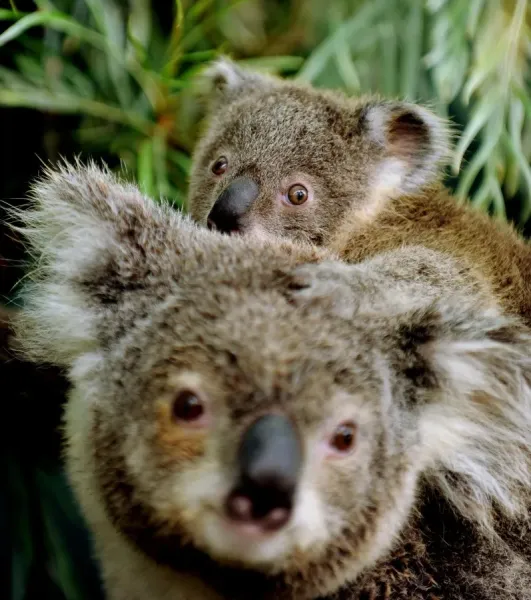 Wallpaper Koala Australia Animals Australia Wallpaper • Koalas And