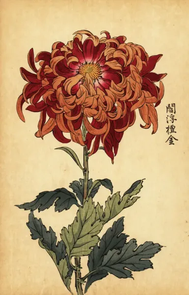 Hybrid orange and crimson chrysanthemum Our beautiful Wall Art and ...