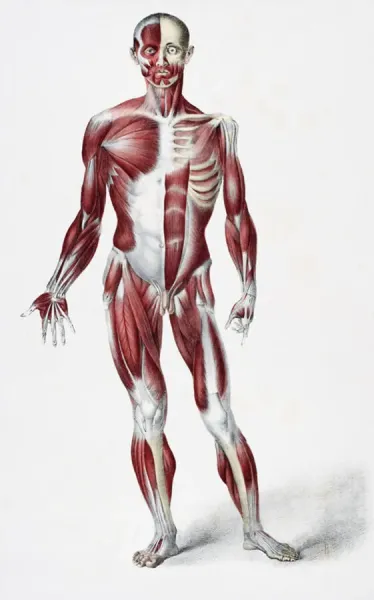 Muscle Chart With Most Important Muscles Of The Human Body