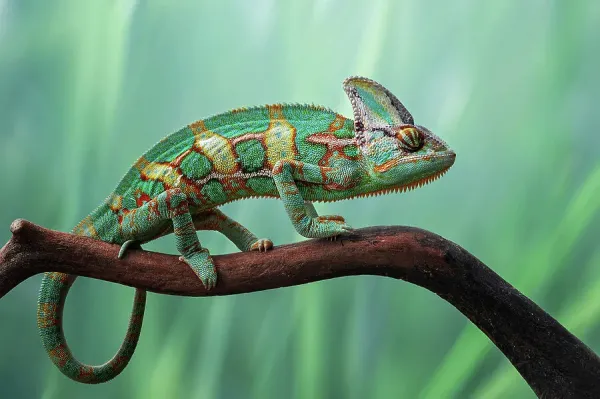 Veiled Chameleon Wallpaper Chameleon By Christopher Ott [3840x2160]