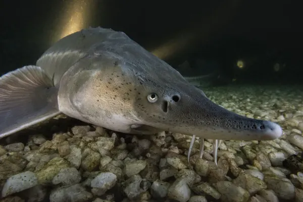 Weirdest Fish Russia My Modern Met On X: "Russian Fisherman Continues