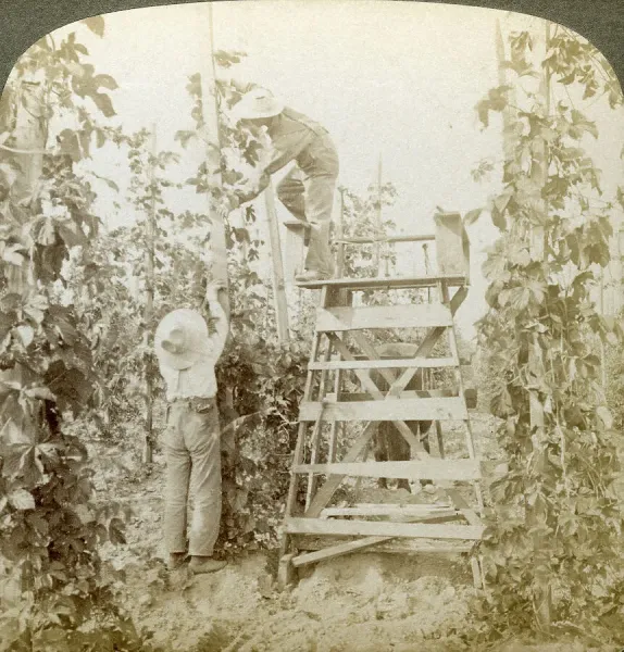 In the Rich Hop District, Training the Vines Our beautiful Wall Art and ...