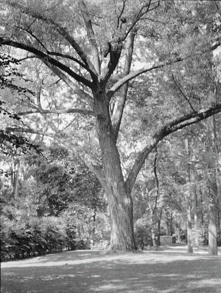 Rothbart, Albert, Mr. grounds, between 1920 and 1935