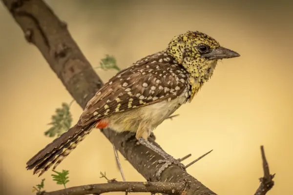 Yellow Spotted Barbet (Asian Barbets, Piciformes, Birds)