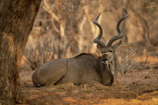 Greater Kudu Drawing Greater Kudu Mixed Media Painting By Gabriel