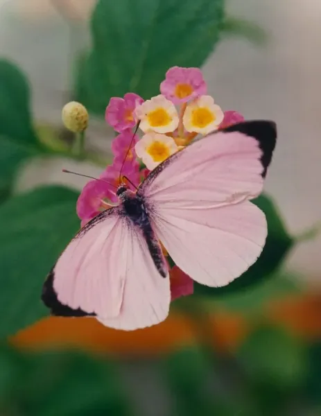 Real Pink Butterflies On Flowers