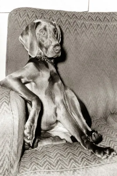 Dogs Sitting Like Humans