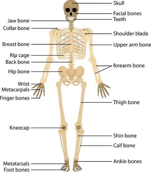 anatomical, anatomy, backbone, background Our beautiful Wall Art and ...