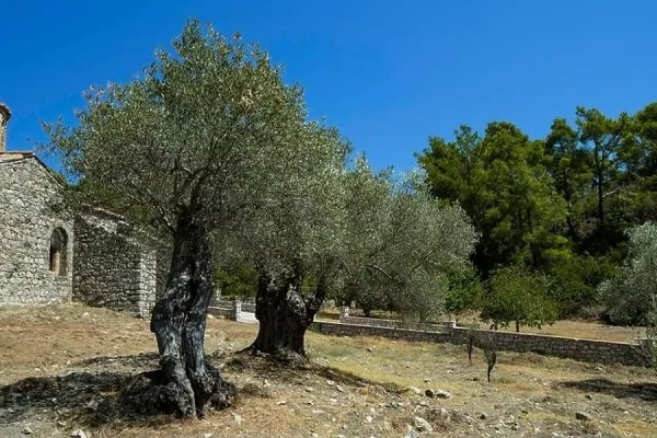 Ancient olive trees (Olea europaea) Our beautiful Wall Art and Photo ...