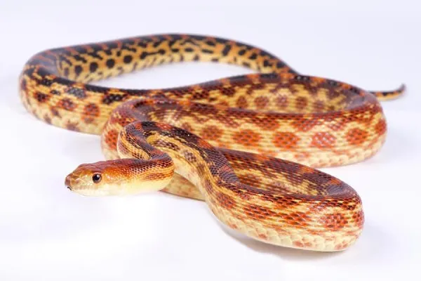 Cape gopher snake, Pituophis vertebralis Our beautiful Wall Art and ...