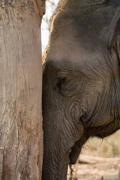 Elephant leaning against tree Tigers Our beautiful Wall Art and Photo ...