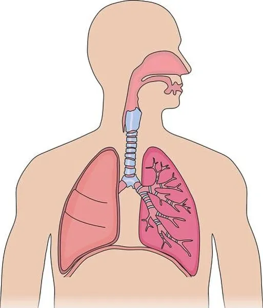 Human body diagram showing respiration process Our beautiful Wall Art ...