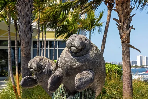 Manatee Naples Florida Manatee Sightseeing And Wildlife Adventures
