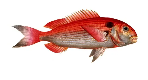 Fish, Fish, Sea bream family, Sparus pagrus Our beautiful Wall Art and ...