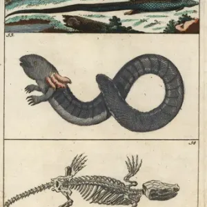 Sirens (Salamanders, Amphibians, Animals) Gallery available as Framed ...