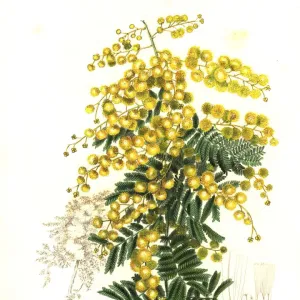 Downy wattle, Acacia pubescens (vulnerable) Our beautiful Wall Art and ...