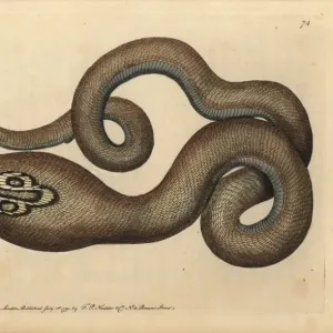 Cobra (Snakes, Reptiles, Animals) Gallery available as Framed Prints ...