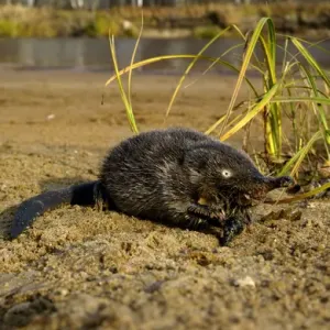 Russian Desman showing teeth (Desmana moschata) Our beautiful Wall Art ...