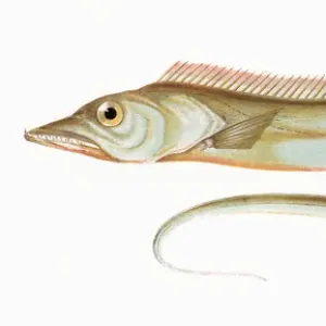 Pacific cutlassfish and sand eel available as Framed Prints, Photos ...