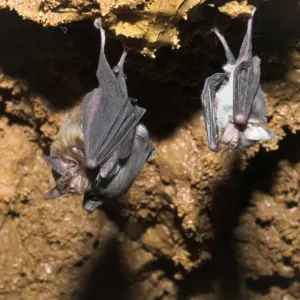 Bumblebee Bat Amazing Facts About Bumblebee Bats The Kitti's Hog