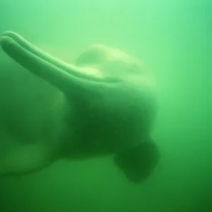 Lipotidae (Mammals, Animals) Collection Our beautiful Wall Art and ...