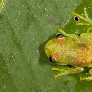 Pitheciidae (Mammals, Animals) Collection For sale as Framed Prints ...