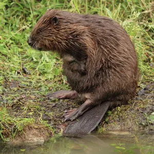 Castoridae (Mammals, Animals) Collection