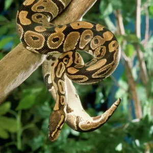 Snakes (Reptiles, Animals) Collection Our beautiful Wall Art and Photo ...