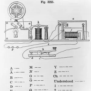 Oleander Hawkmoth group flying around Oleander plant