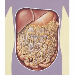 Greater Omentum Anatomy, Descriptive And Applied. Anatomy. RENAL