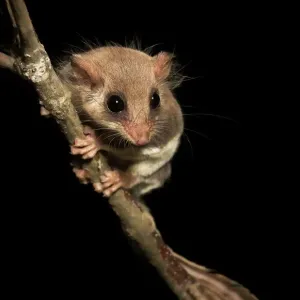 Acrobatidae (Mammals, Animals) Collection For sale as Framed Prints ...